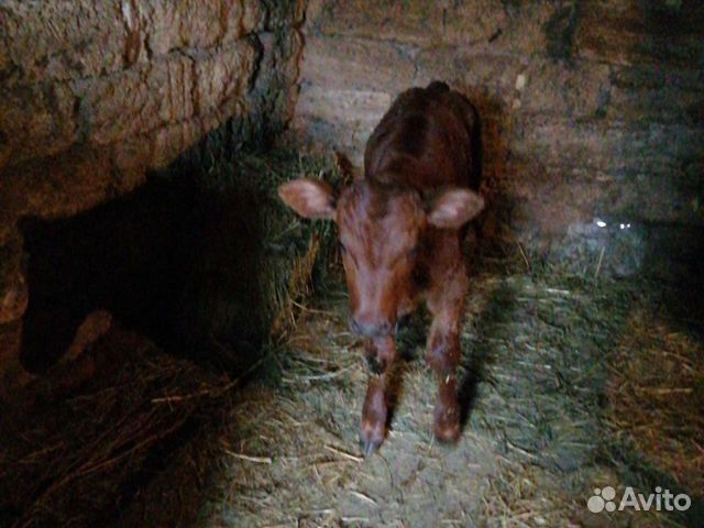 Продаю бычка