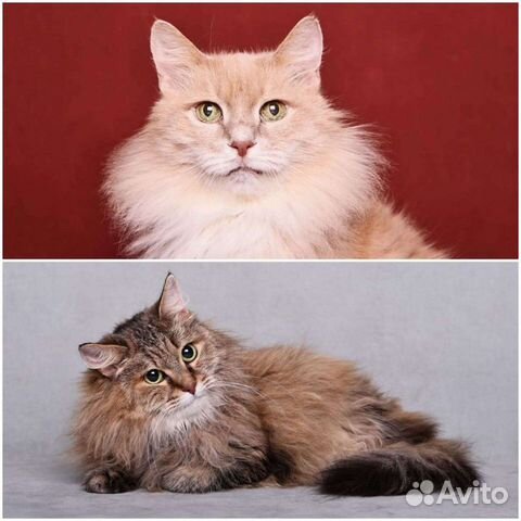 Маркизе и Багире нужен дом