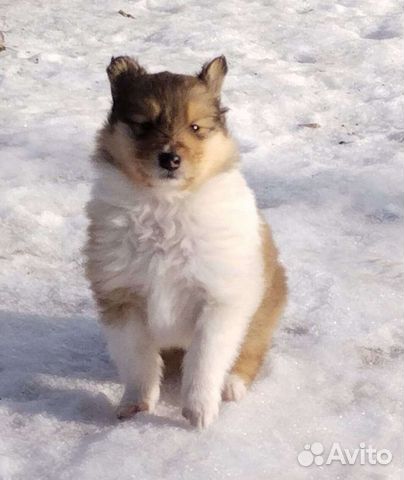 Собаки щенки