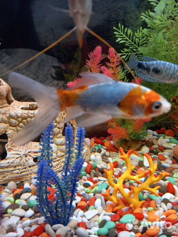 Золотые рыбы Кометы