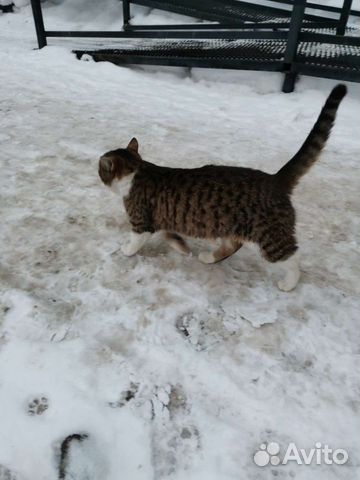 Кошка в дар