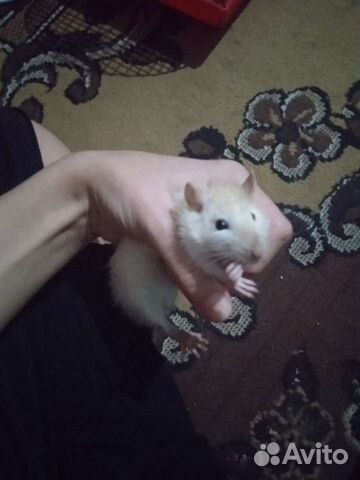 Крысенок белый