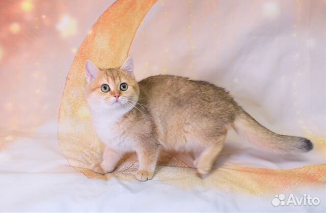 Британские котята