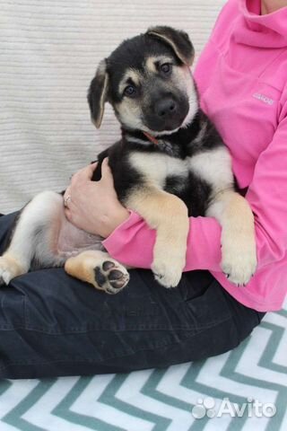 Малыш Бадди в приюте