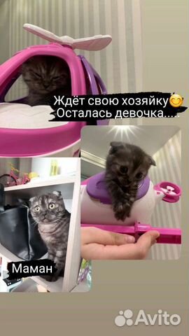 Милашка сьюзи