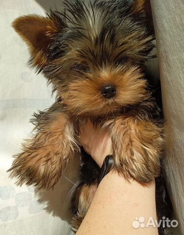 Щенок йорка