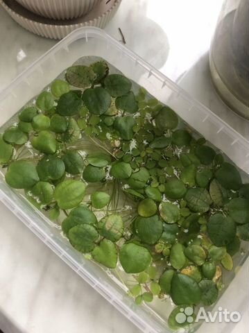 Плавающие растения для аквариума