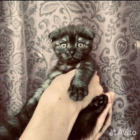 Котёнок Скоттиш фолд