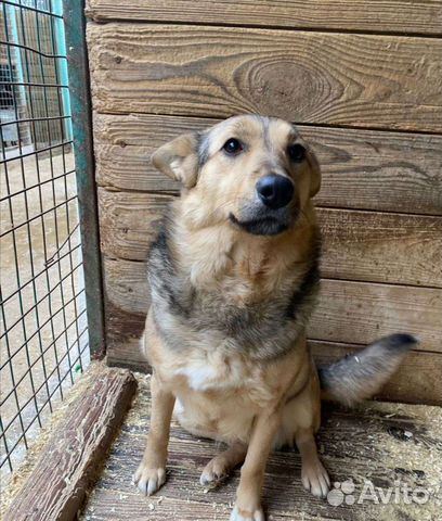 Собачка Жужа в дар