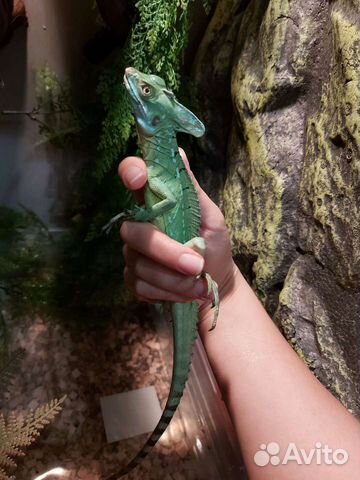 Василиск Шлемоносный