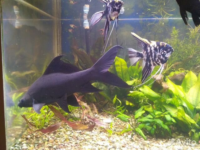 Чёрная лабео длина 30 см