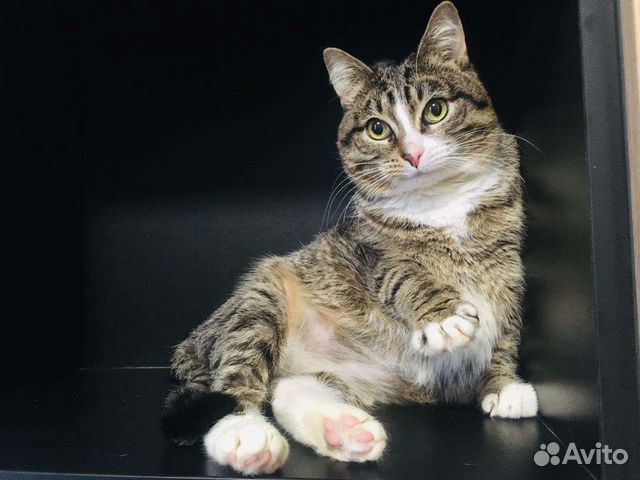 Сверхласковая кошечка Стеша в дар