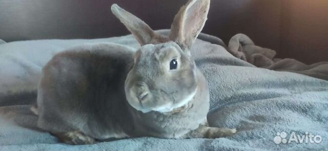 Декоративный кролик Рекс. Вязка