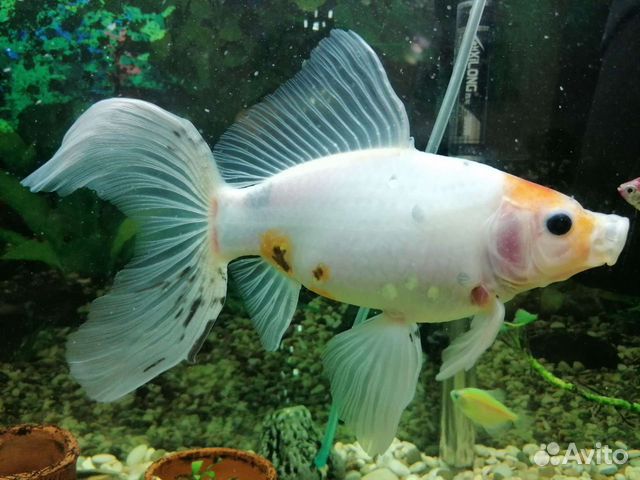 Вуалехвост