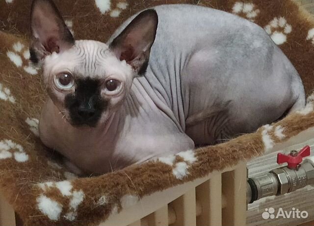 Ноэль ищет любящую семью