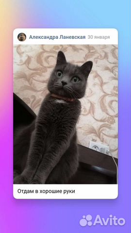 Кошка в добрые руки бесплатно, очень умная кошечка