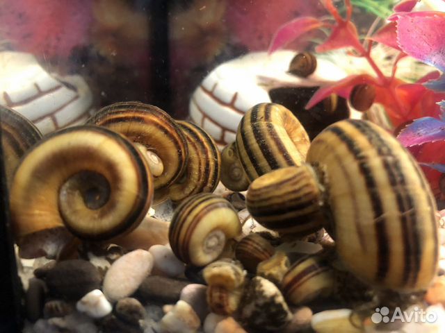 Улитка Мариза