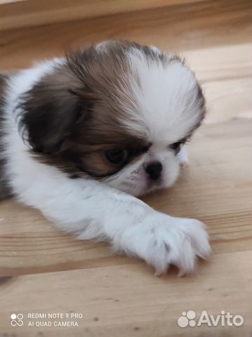 Японский хин