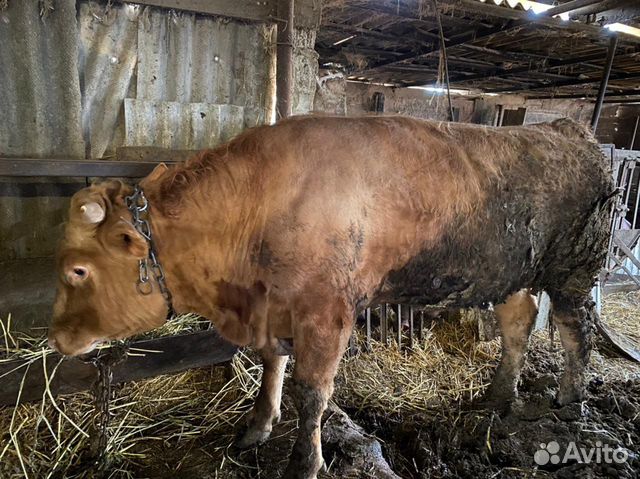 Быки на мясо