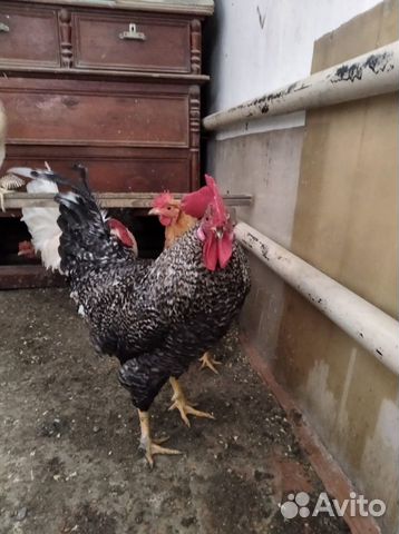 Продам петуха
