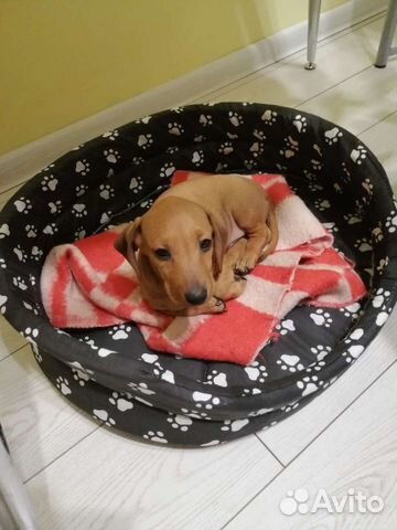 Маленькая собака