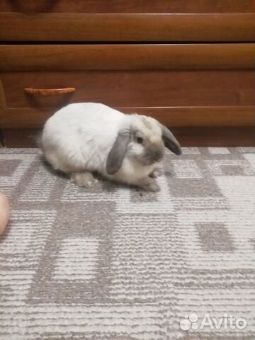 Декаративный вислоухий кролик