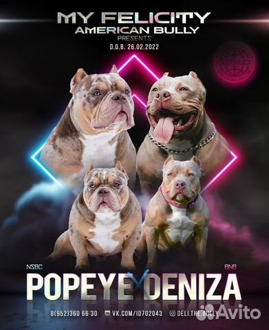 Американский булли щенки