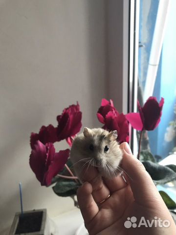 Хомяк с аквариумом