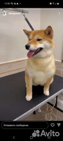 Потерялась собака Сиба ину