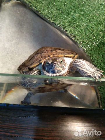 Красноухая черепаха с аквариумом