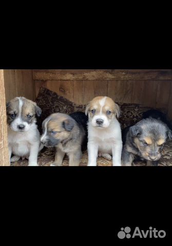Щенки
