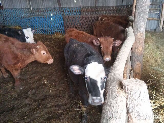 Крс обмен на нива ск