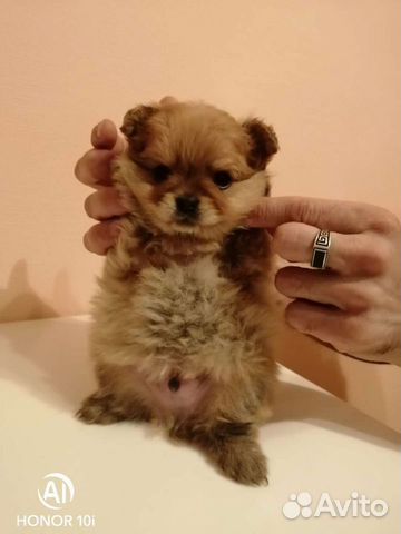 Счастье в дом