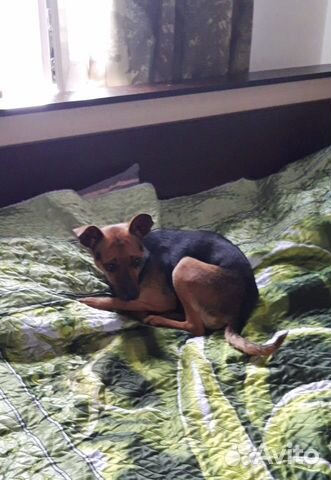 Ищет дом мелкая собачка Бусинка