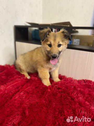 Ищет дом щенок мелкой Собачки Викки