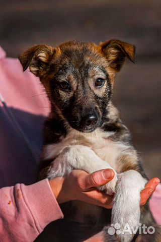 Щенок Лаки ждёт свою семью