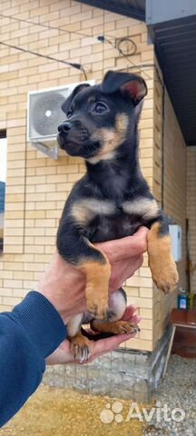 Щенок бесплатно