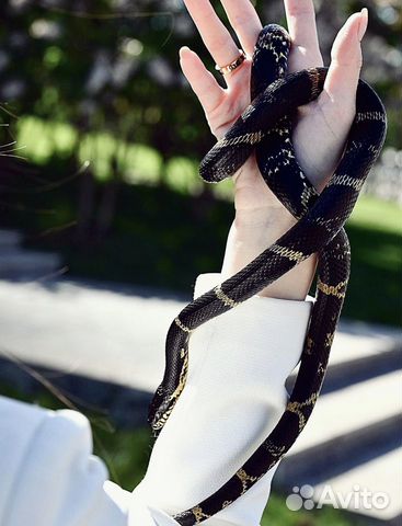 Амурский полоз