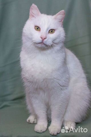 Белая ласковая кошечка Брита ищет дом