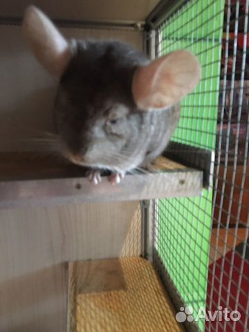 Шиншилла (самец и витрина клетка