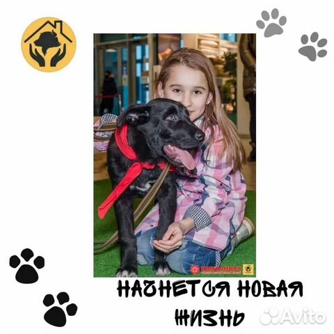 Красавец щенок в Добрые руки