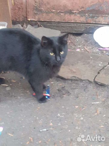 Котики бесплатно в добрые руки