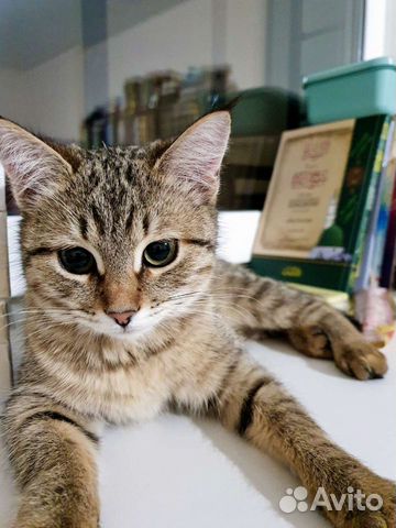 Котёнок