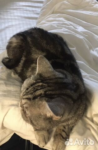 Скоттиш страйт кошка в дар