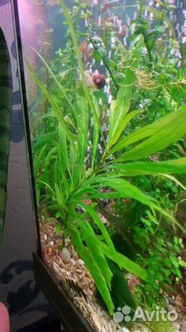 Аквариумные растения