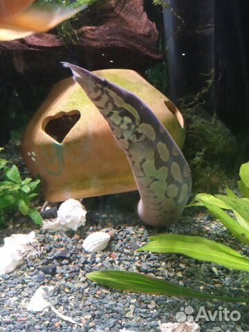 Мастацембел, пара красных попугаев и сомики