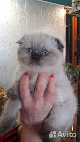 Британские котята