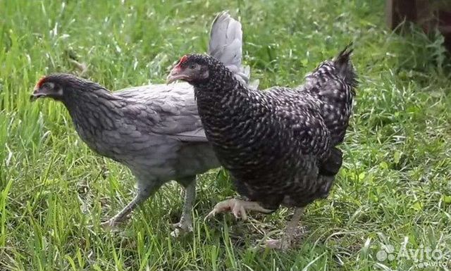 Куры молодки