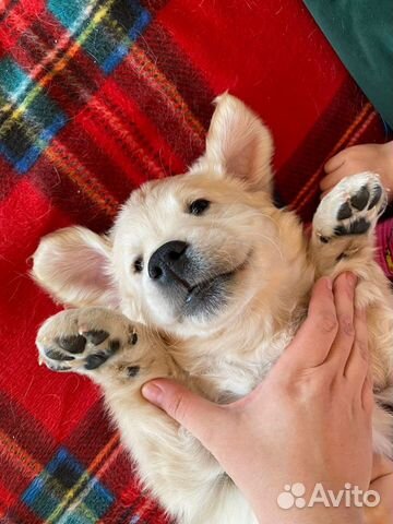 Золотистый ретривер