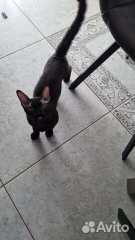 Корниш-рекс, сфинкс, кот